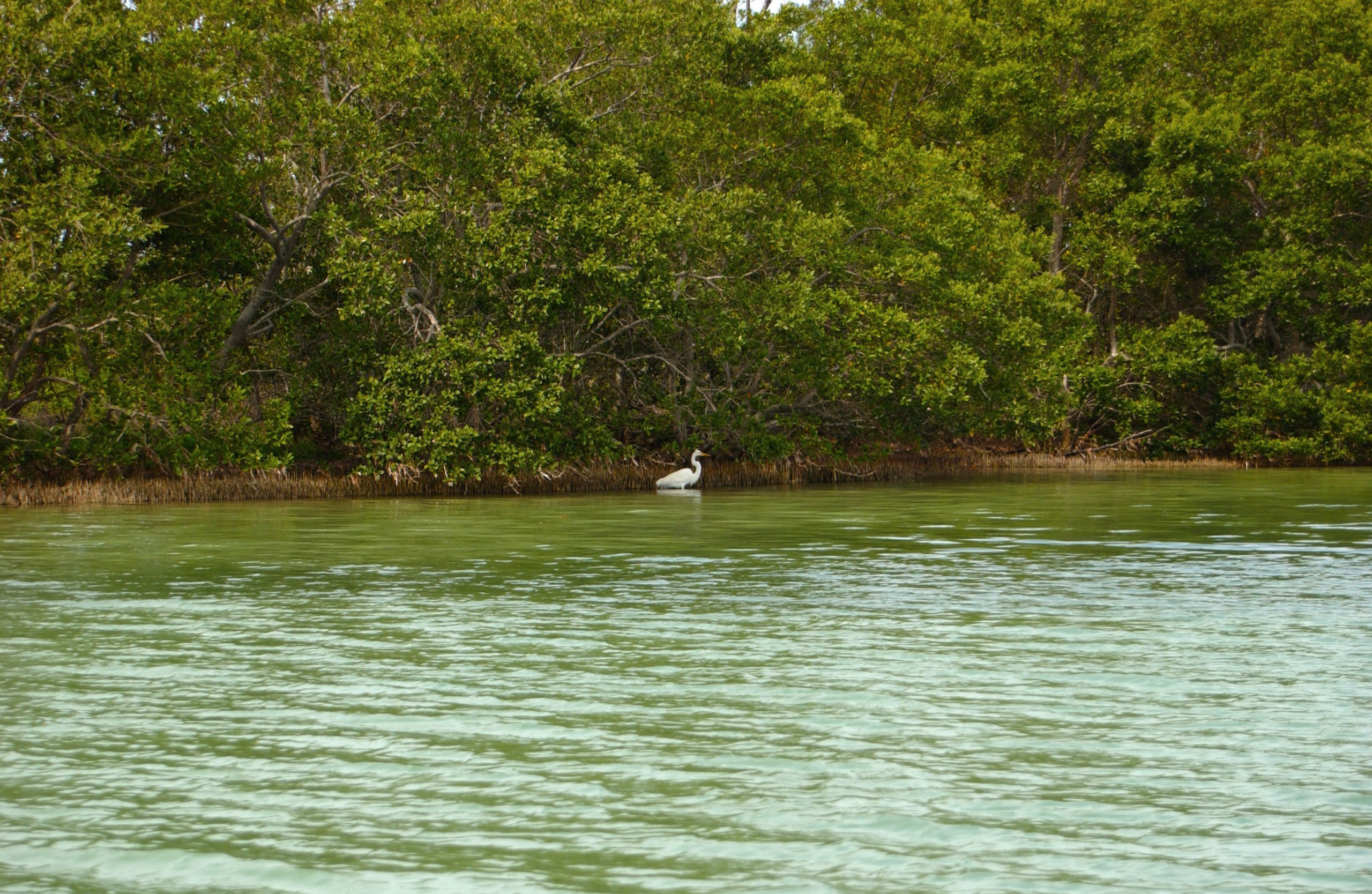 Shell Key Preserve - Pinellas County