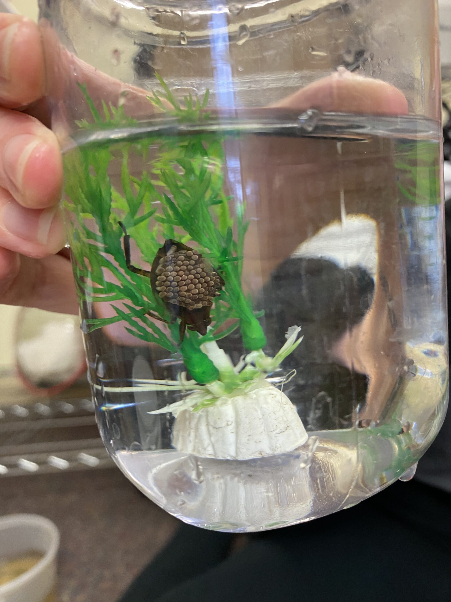 Mosquito Control Community Education and Outreach Services - Pinellas ...