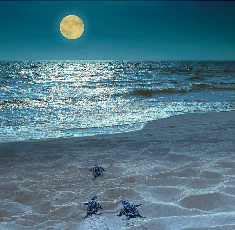 Retro-fit program offers conversion to turtle-friendly lighting ...