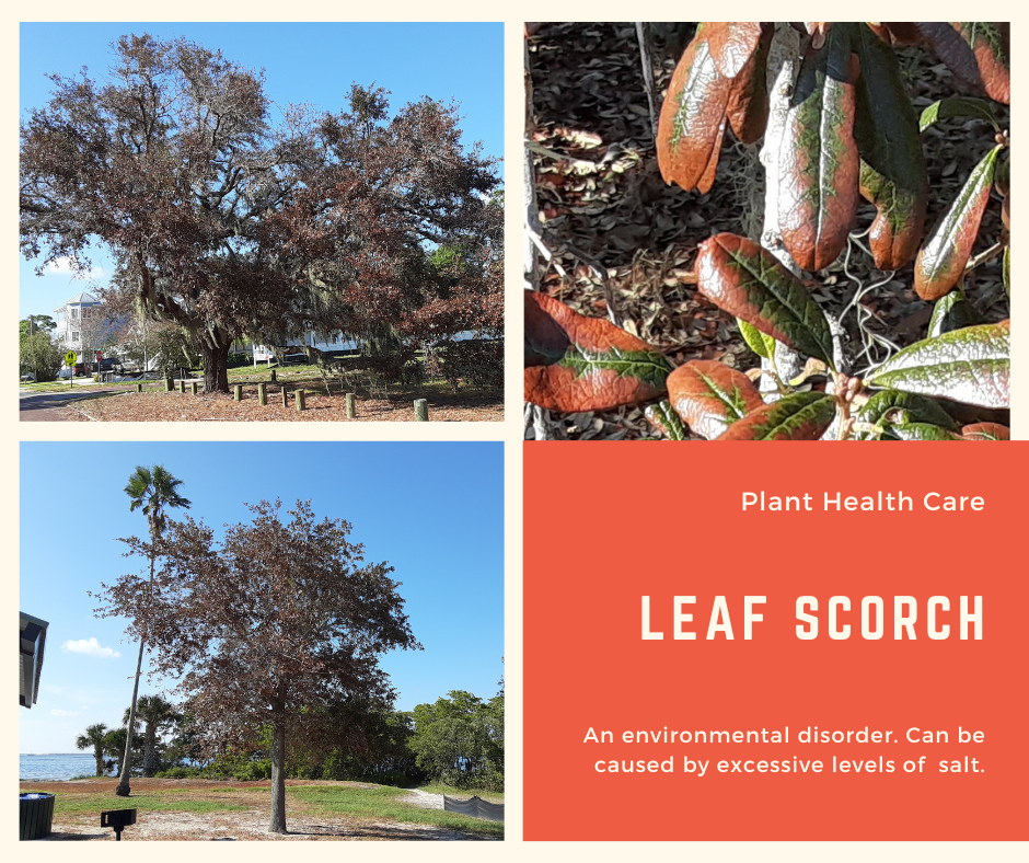 Urban Forestry and Landscape Services - Pinellas County